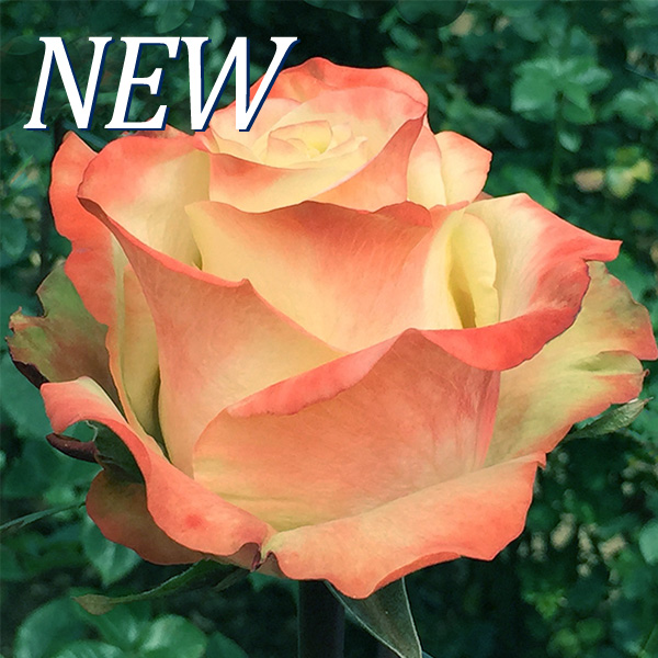 Bali - WAC: new bicolor intermediate to large flowered rose, cream ...