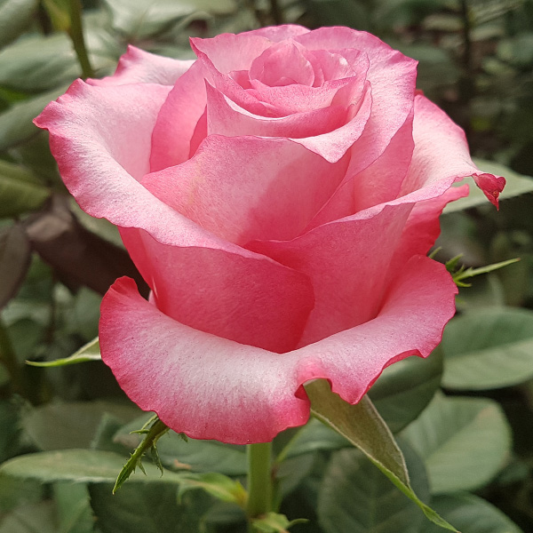 Linnet - WAC: large hot pink-soft pink rose