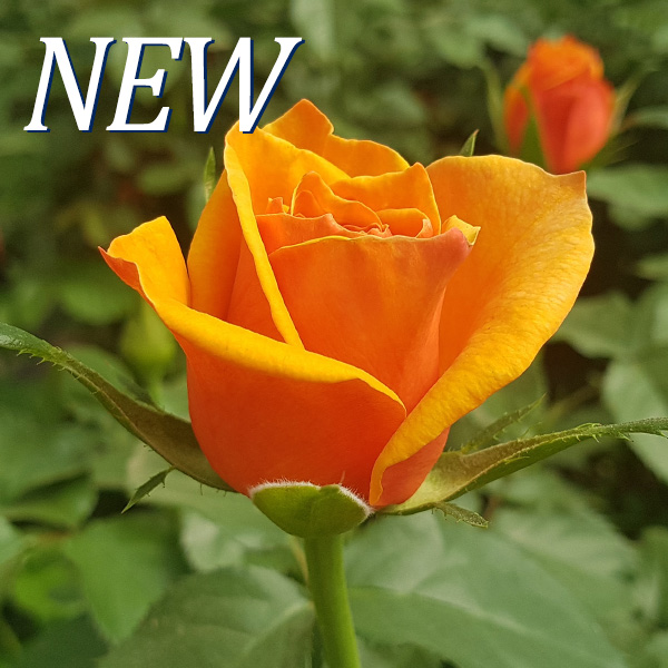 Orange Weaver - WAC: intermediate orange rose
