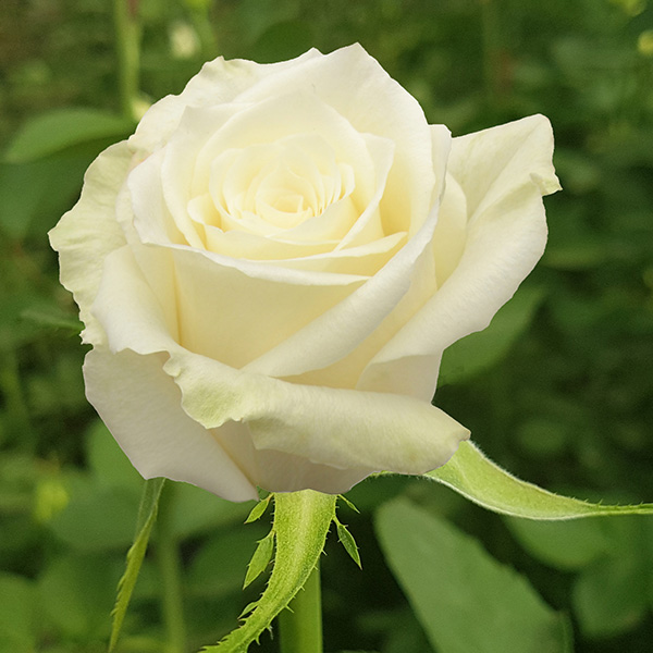 Vanilla Ice - WAC: intermediate-large white rose