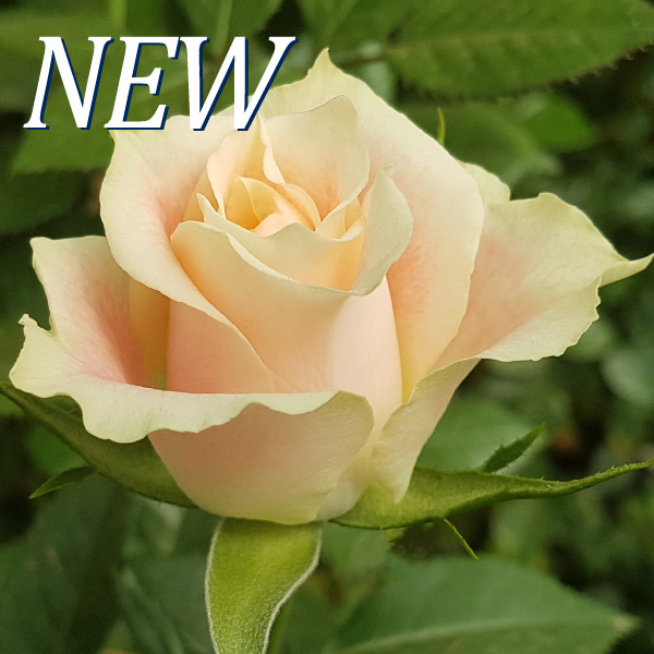 215 143 298 WAC:cream pink small to intermediate flower. High production