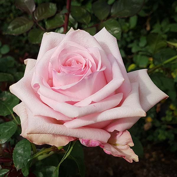 Love Bird - WAC: beautiful large white rose with a touch of pink