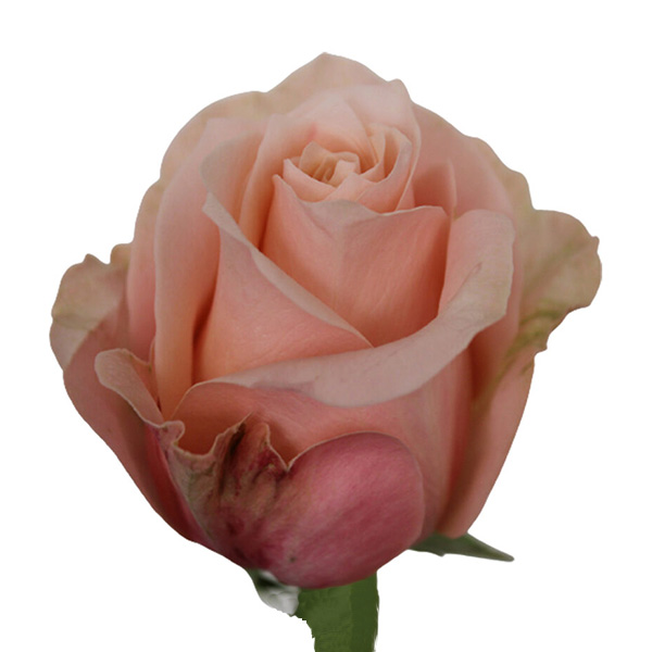 Pretty Pillow - WAC: intermediate salmon pink rose